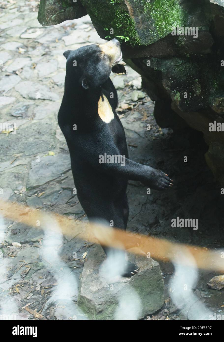 Hangzhou zoo sun bear hi-res stock photography and images - Alamy