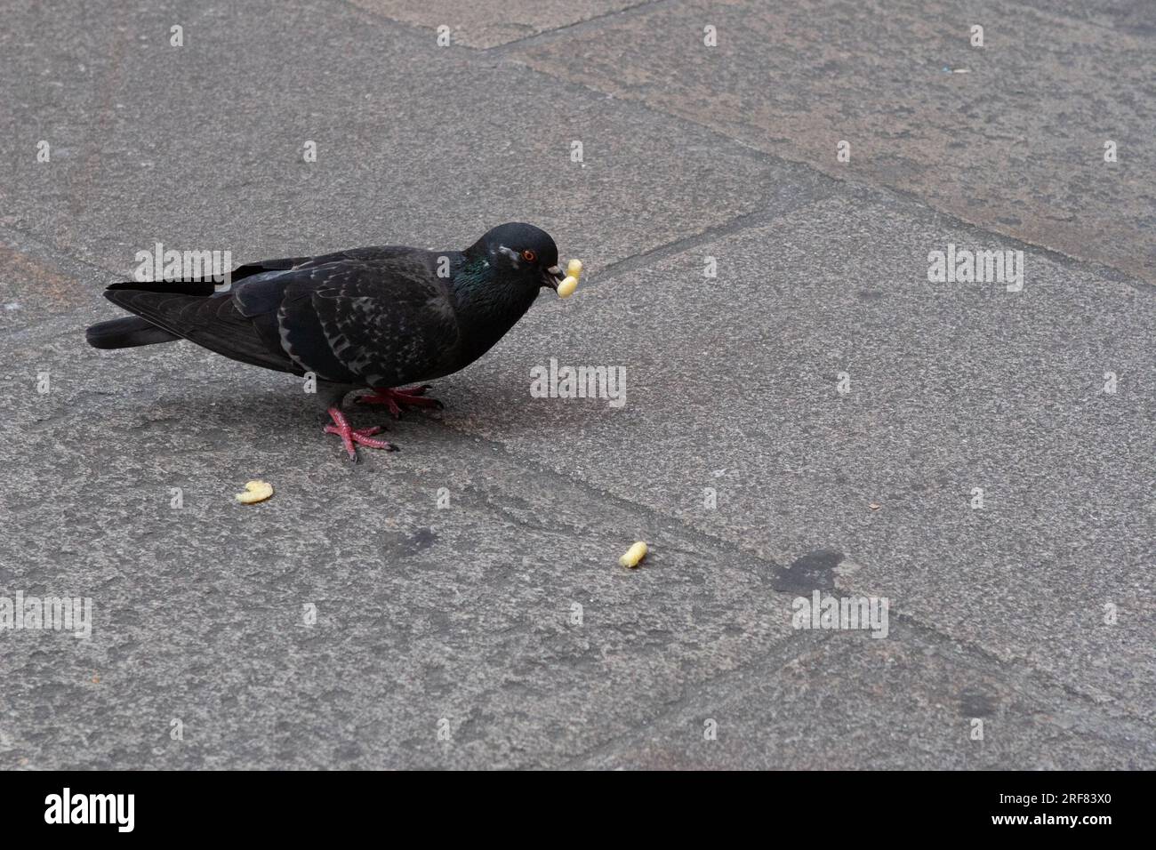 Pigeon eating something taken from the floor Stock Photo - Alamy