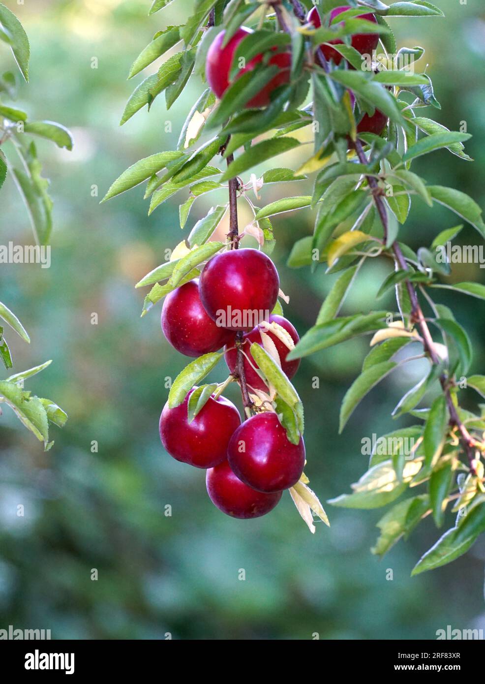 Close up of the plums ripe on branch. Ripe plums on a tree branch in ...