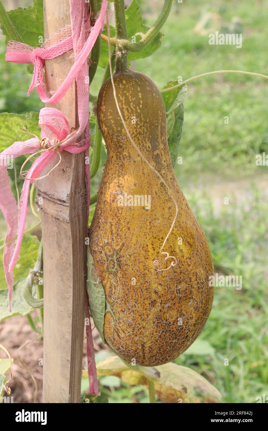 Sikkim cucumber hi-res stock photography and images - Alamy