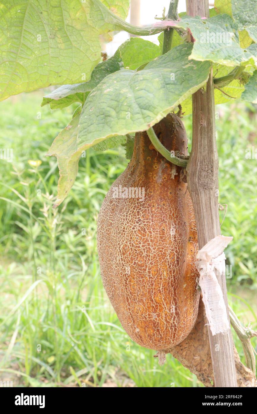 Sikkim cucumber hi-res stock photography and images - Alamy