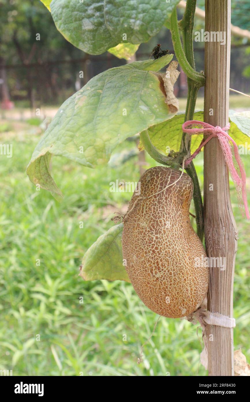 Sikkim cucumber hi-res stock photography and images - Alamy