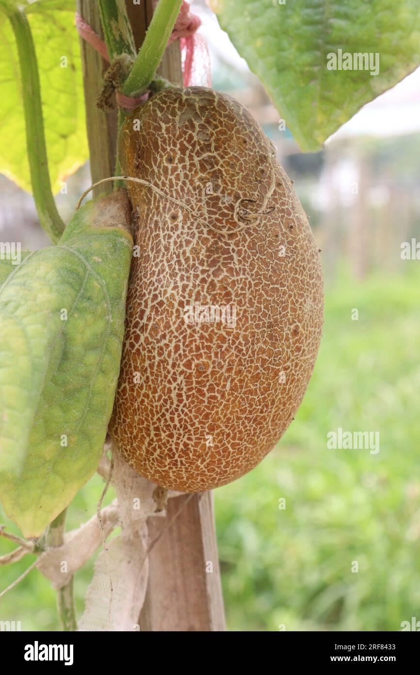 Sikkim cucumber hi-res stock photography and images - Alamy