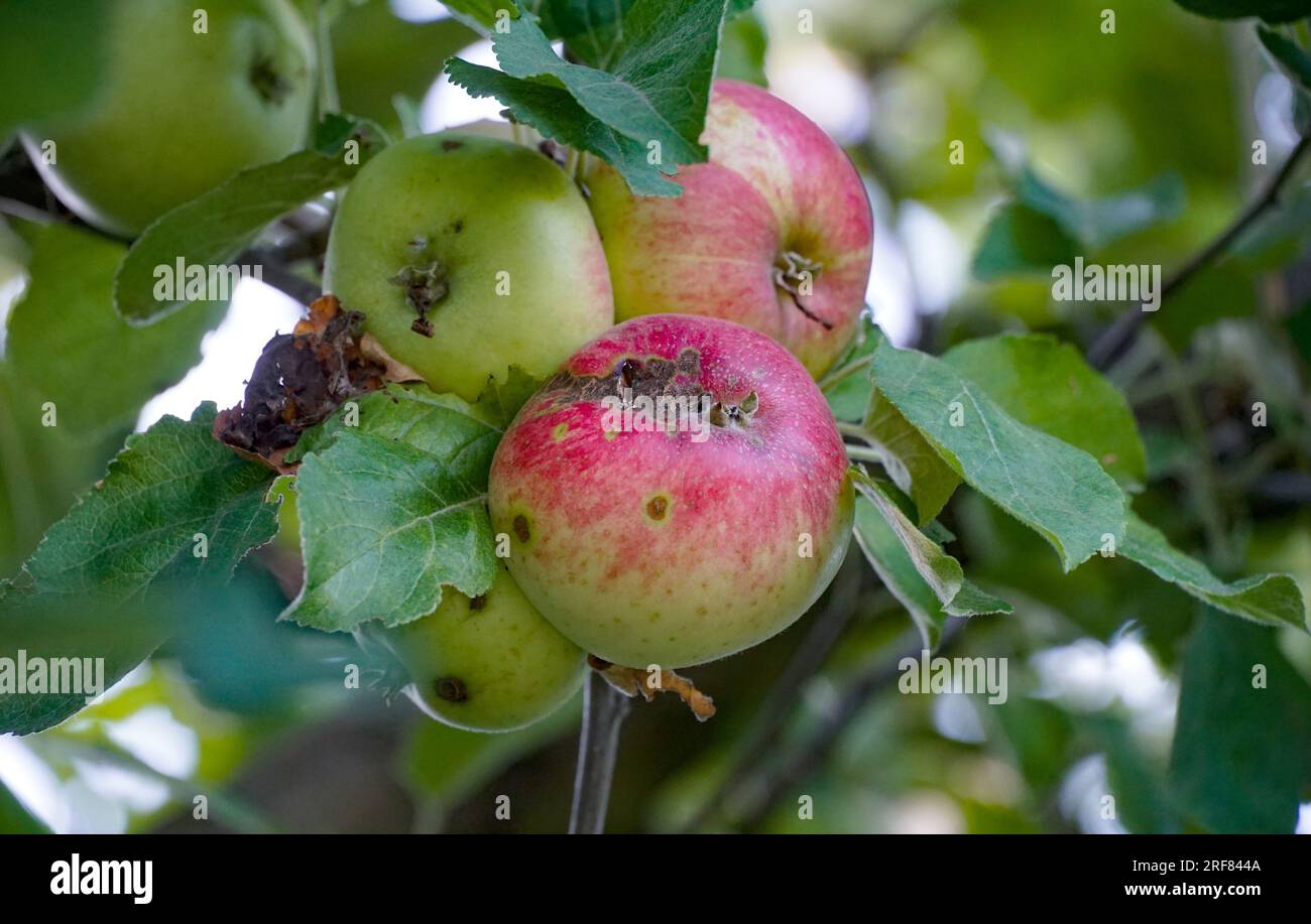 ilness on the apples in an orchard Stock Photo - Alamy