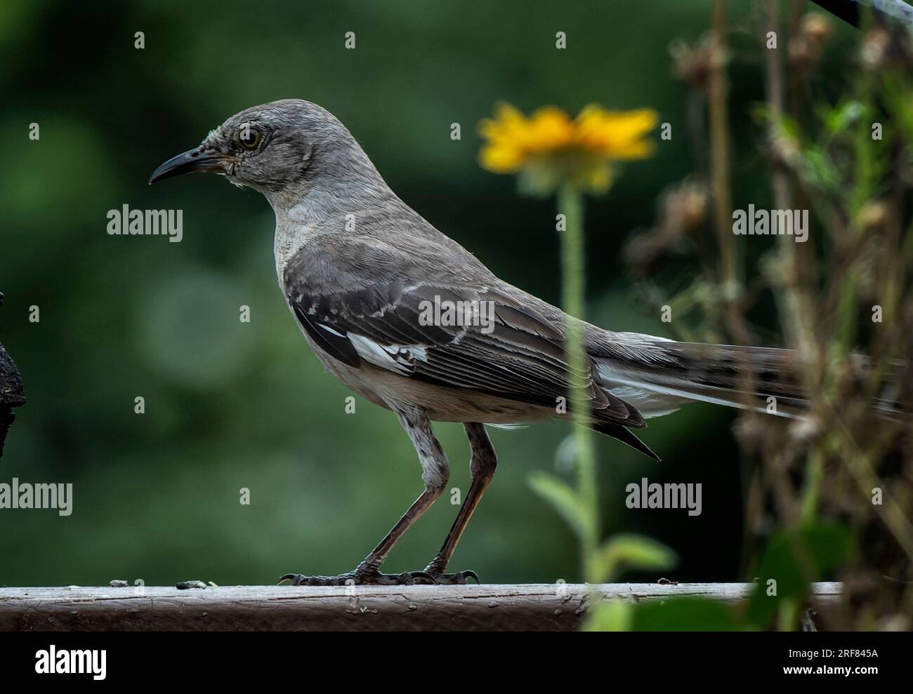 A Northern Mockingbird on the deck Stock Photo - Alamy