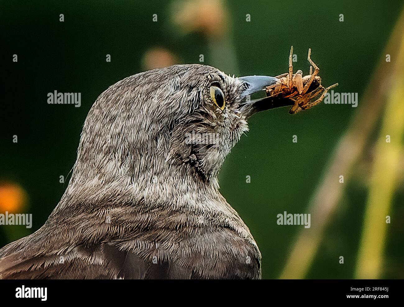 Bird eating a bug hi-res stock photography and images - Alamy