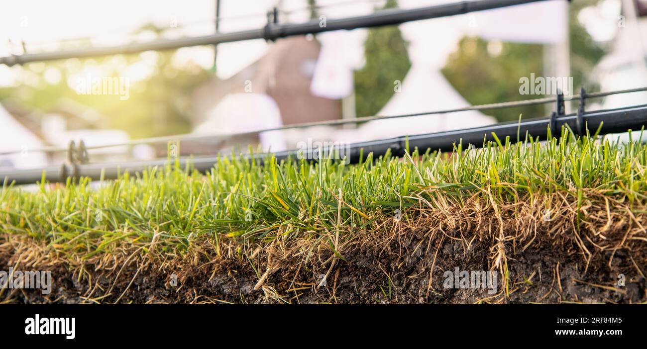 Cross section soil turf and green grass closeup Stock Photo - Alamy
