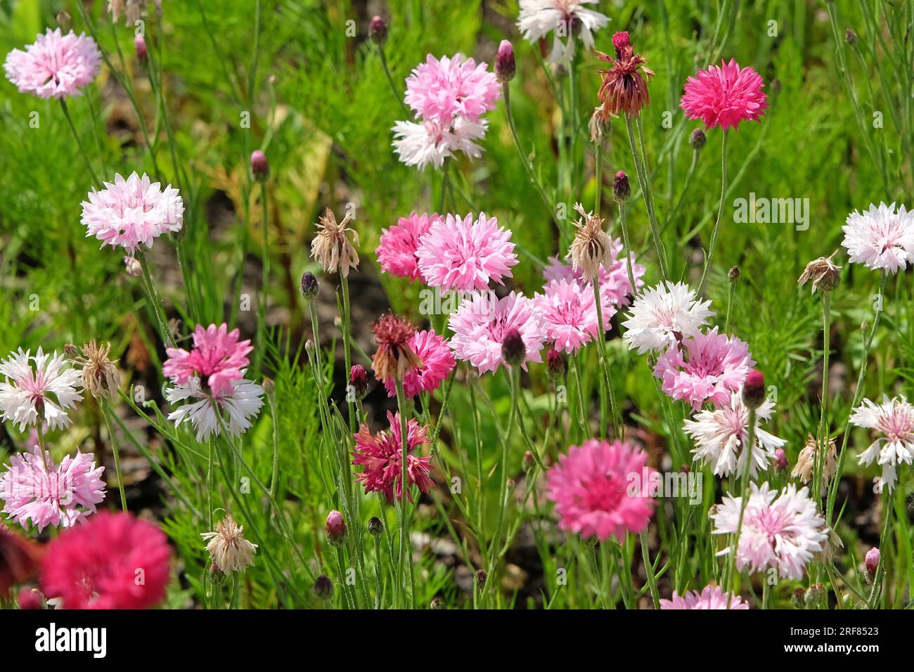 Wild cornflowers blooming in hi-res stock photography and images - Alamy