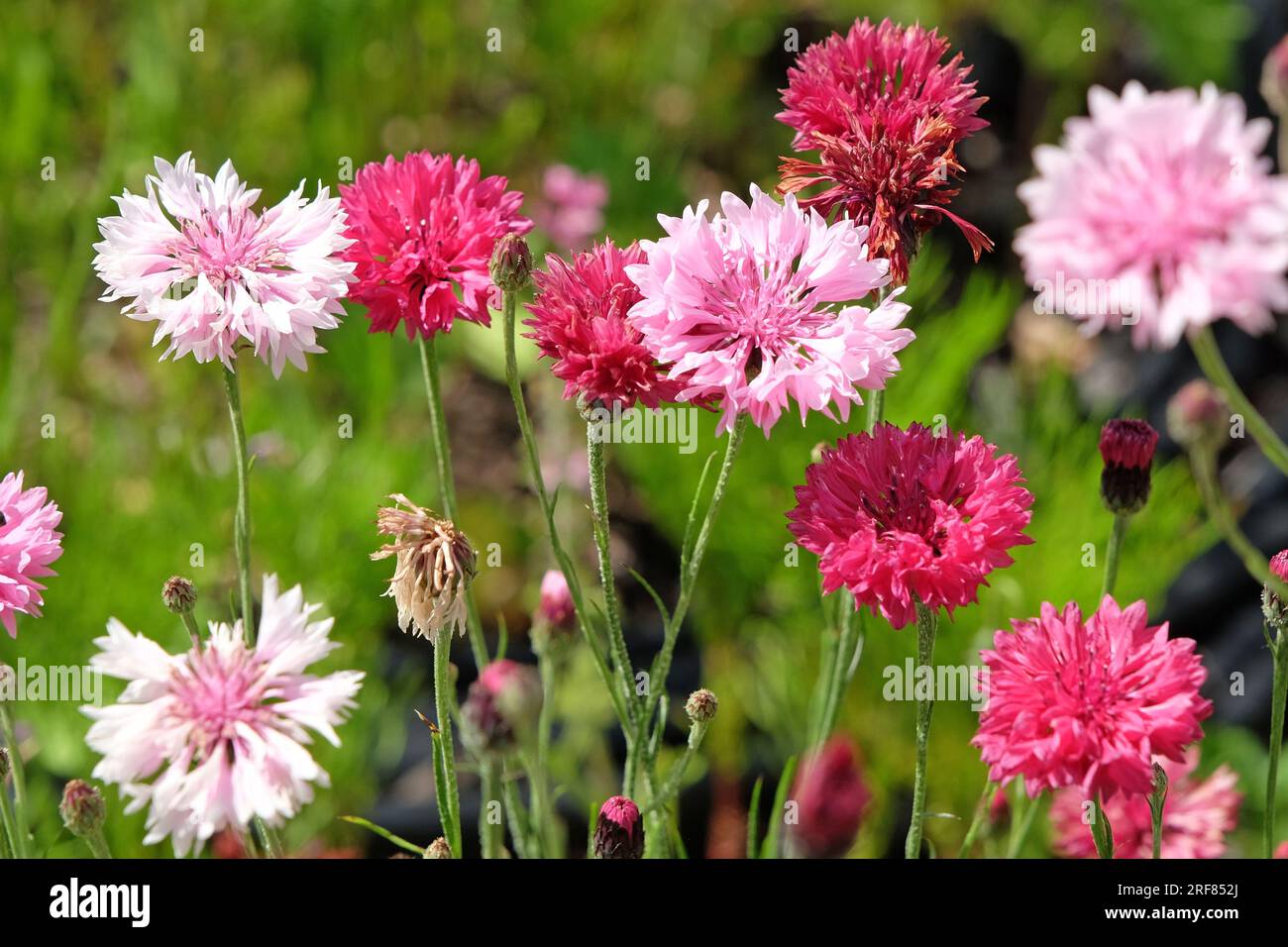 BachelorÕs button cornflower in flower Stock Photo - Alamy