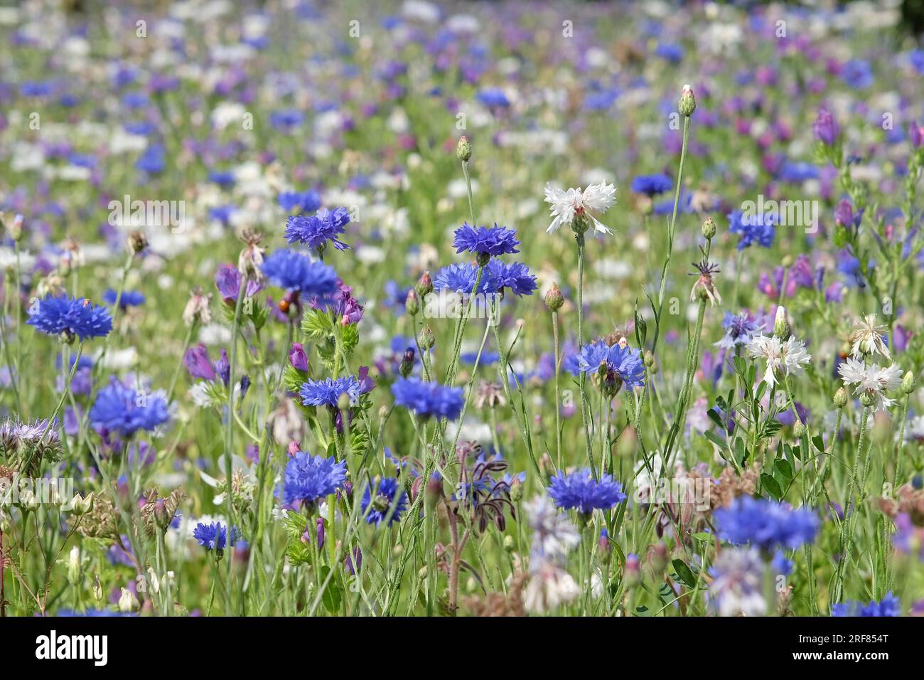 Blue flowers in nature cornflowers hi-res stock photography and images ...