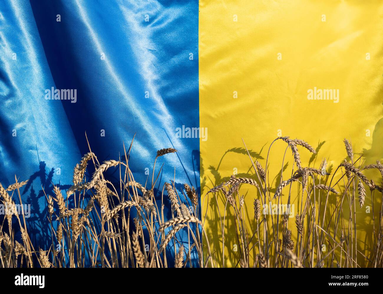 Ukrainian yellow-blue flag, illuminated by sunlight, ears of wheat ...