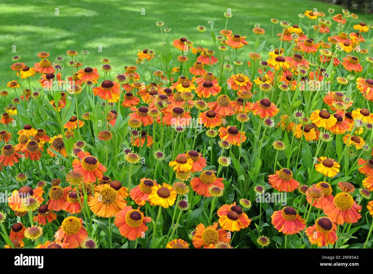 Orange Helenium 'Sahin's Early Flowerer' in flower Stock Photo - Alamy