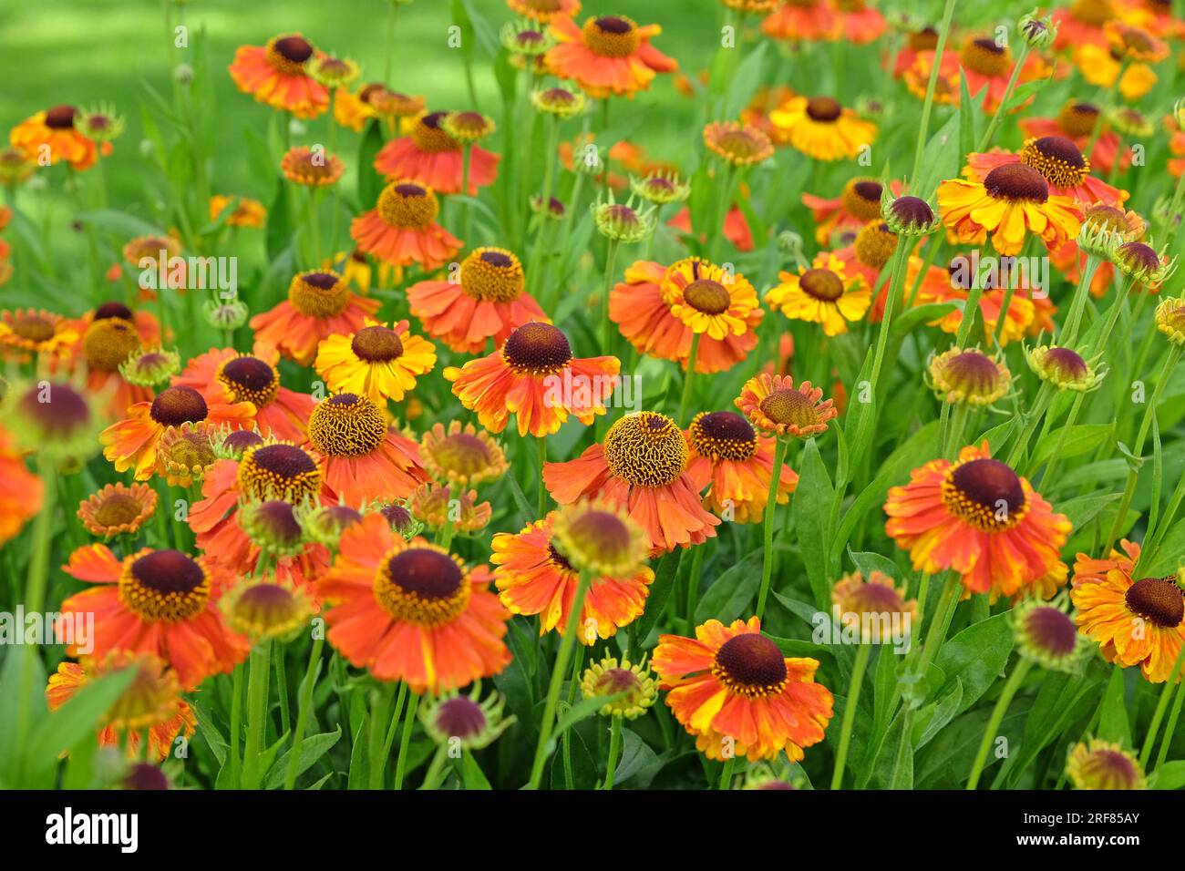 Orange Helenium 'Sahin's Early Flowerer' in flower Stock Photo - Alamy