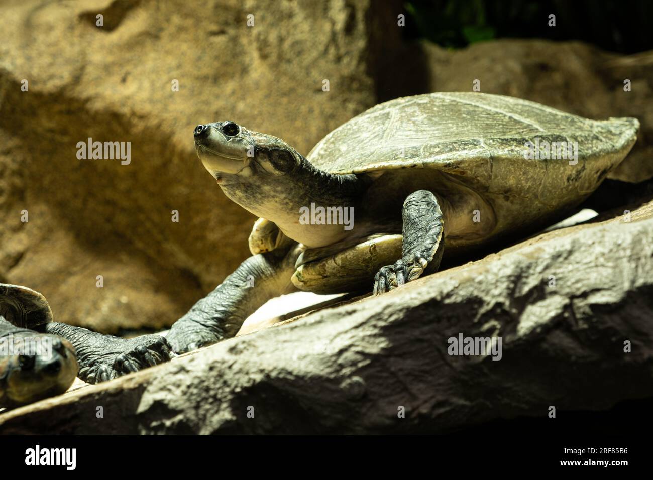 Arrau turtle Podocnemis expansa, South American Amazon river turtle ...
