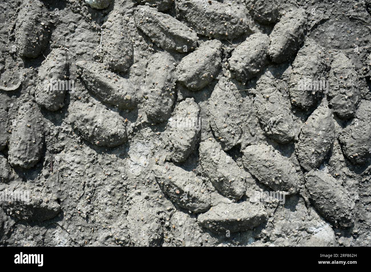 Textured concrete from WW2 Bunker, Merville-Franceville-Plage, France ...