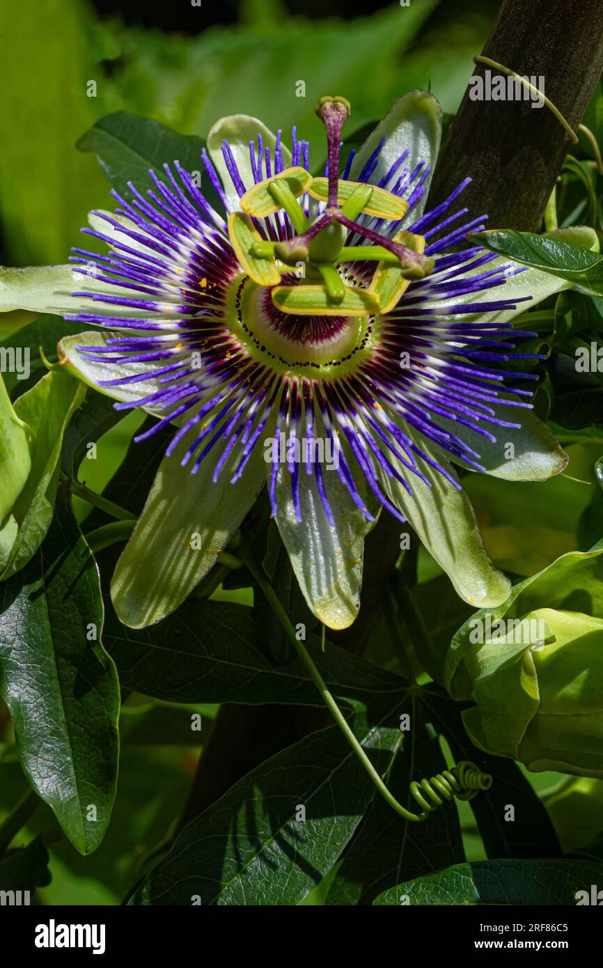 Passifloraceae hi-res stock photography and images - Alamy