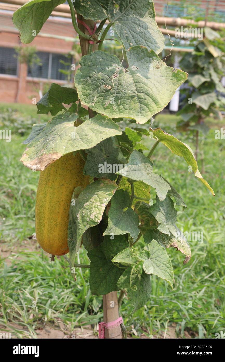 Cucumber on tree in farm for harvest are cash crops Stock Photo - Alamy