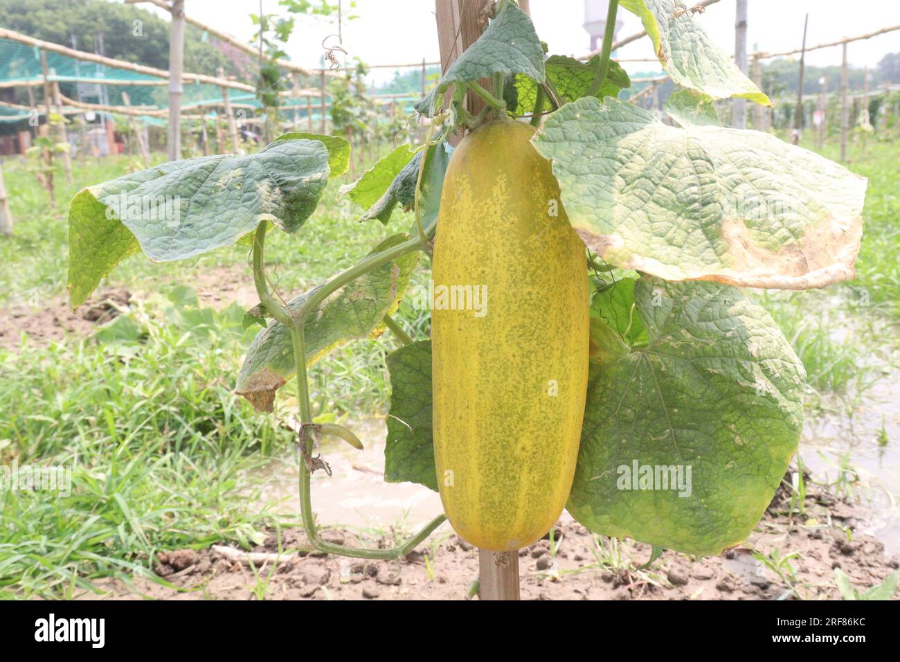 Nepali cucumber hi-res stock photography and images - Alamy