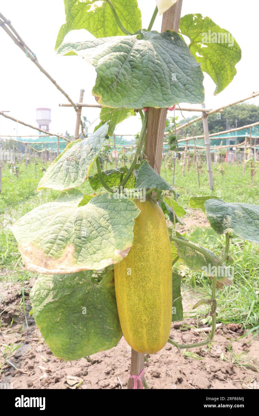 Cucumber on tree in farm for harvest are cash crops Stock Photo - Alamy