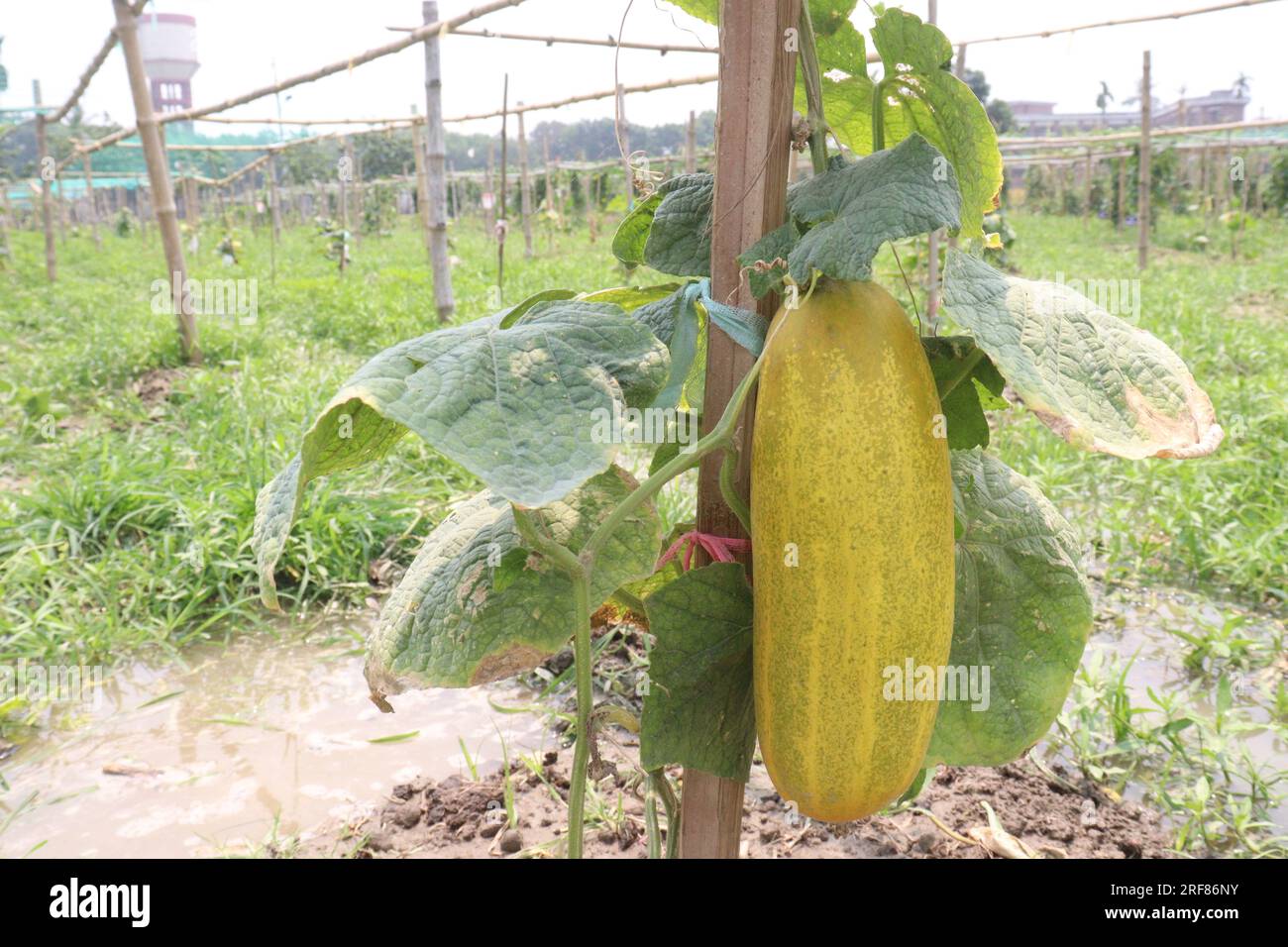 Cucumber on tree in farm for harvest are cash crops Stock Photo - Alamy