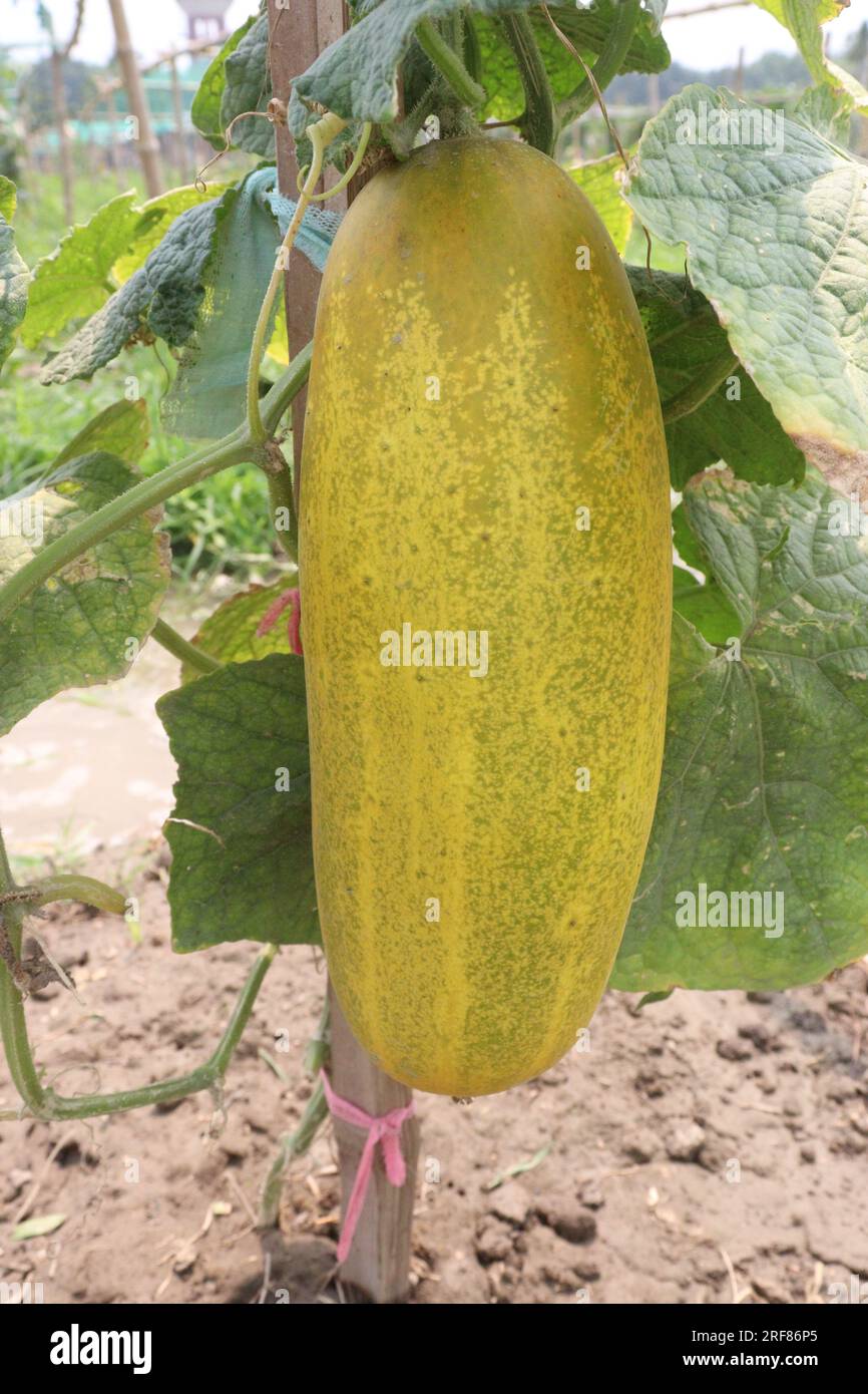 Cucumber crops hi-res stock photography and images - Alamy