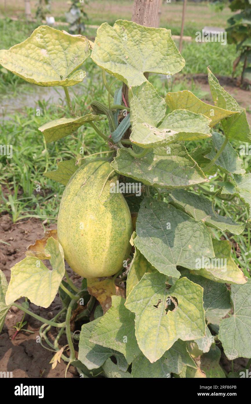 Cucumber on tree in farm for harvest are cash crops Stock Photo - Alamy