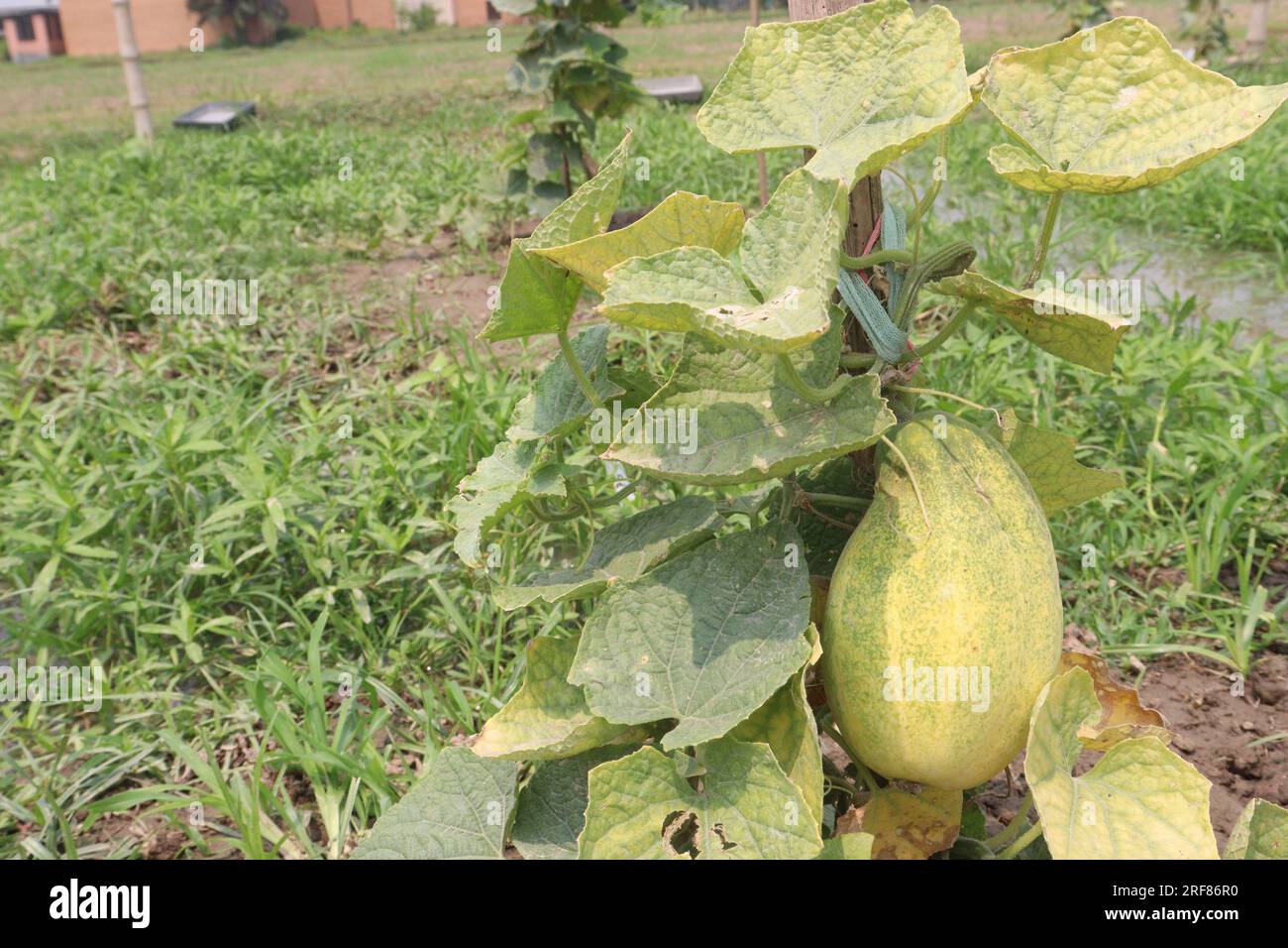 Cucumber on tree in farm for harvest are cash crops Stock Photo - Alamy