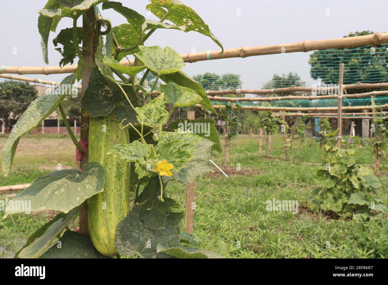 Cucumber on tree in farm for harvest are cash crops Stock Photo - Alamy