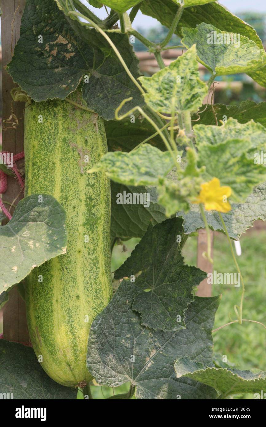 Cucumber on tree in farm for harvest are cash crops Stock Photo - Alamy