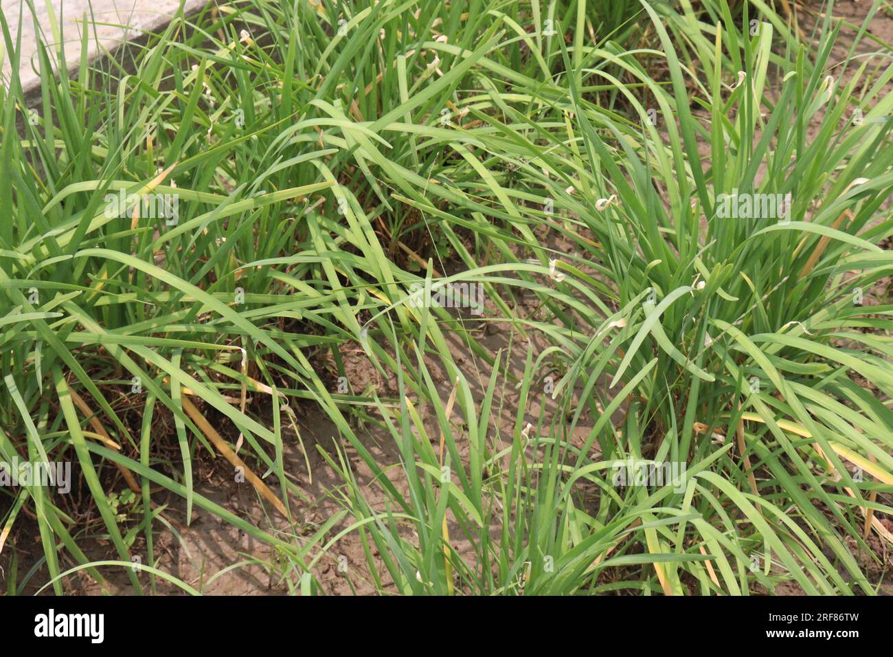 Garlic chives flower plant on farm for harvest are cash crops Stock ...