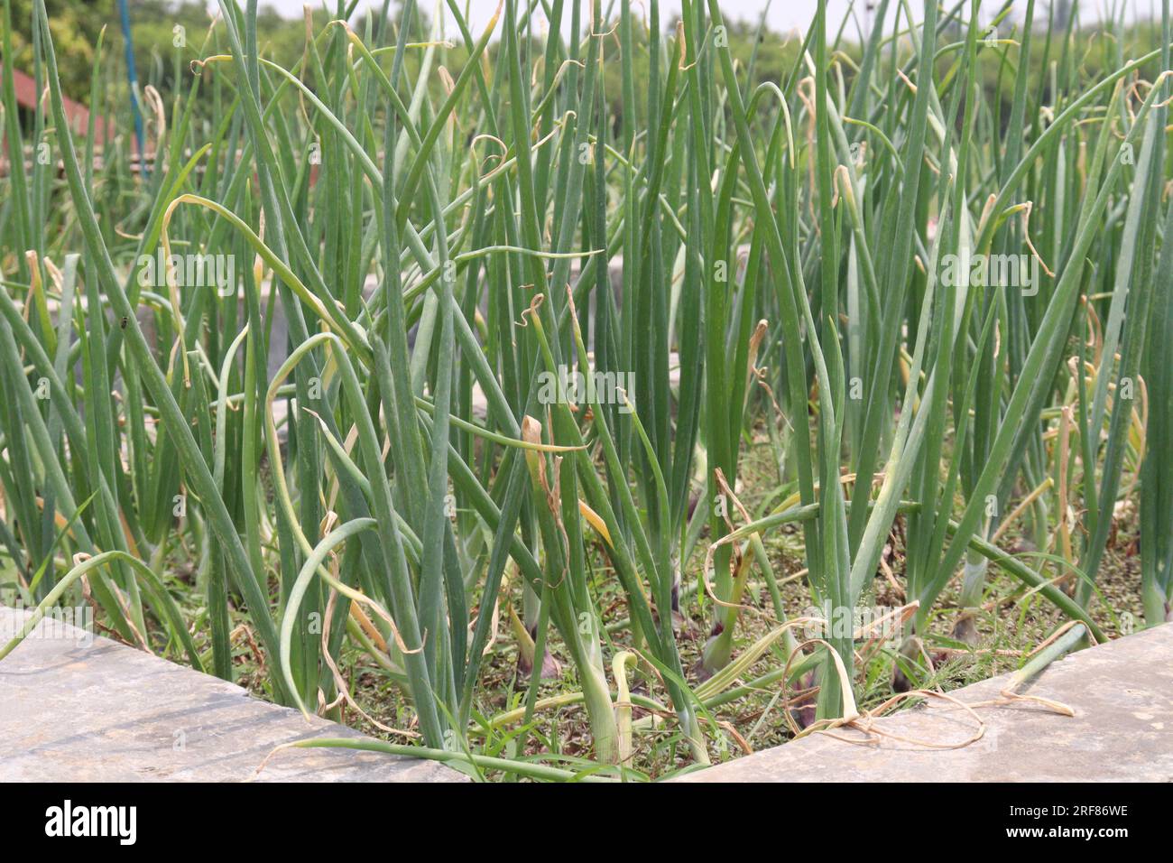 Onion leaf farm it is used for vegetable and spice needs is a cash crop ...