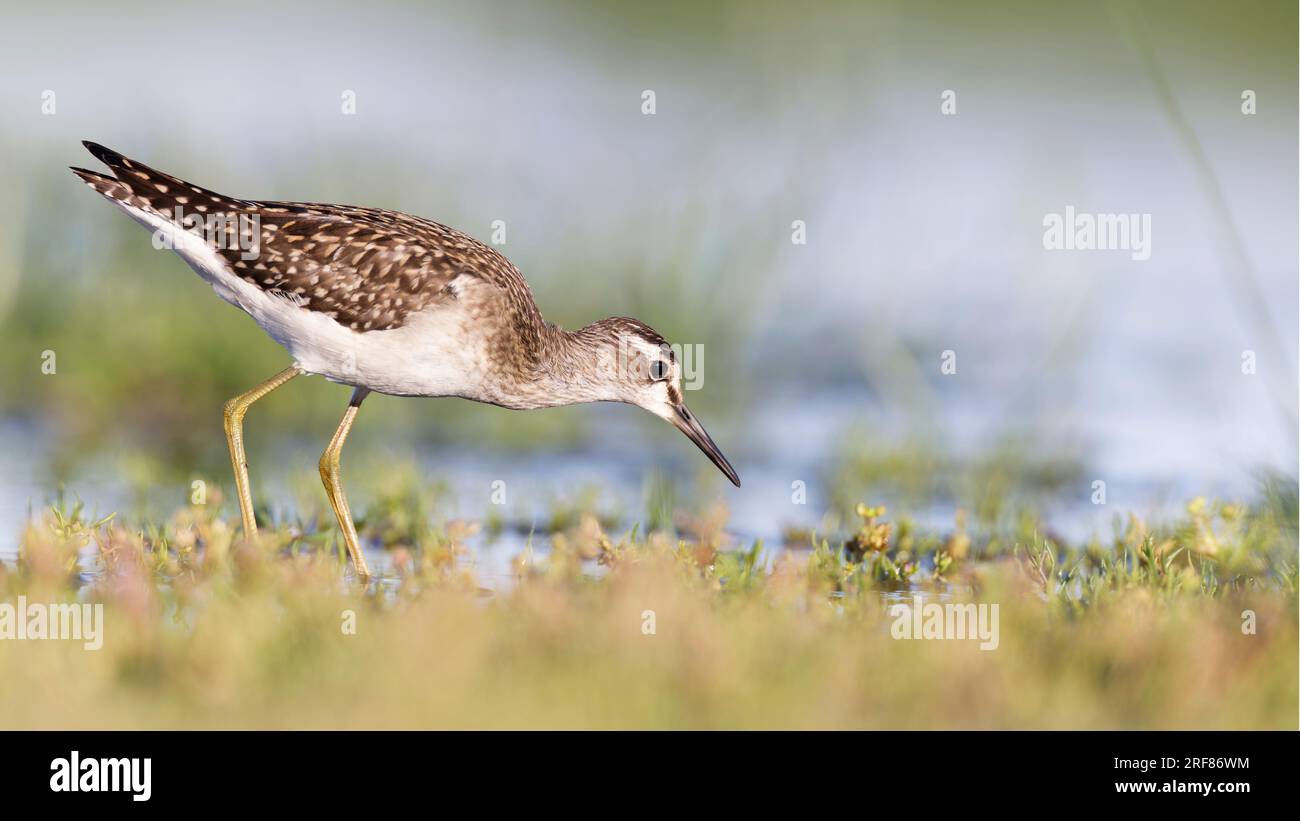 Wood sandpiper, Tringa glareola foraging , leaning forward Stock Photo ...