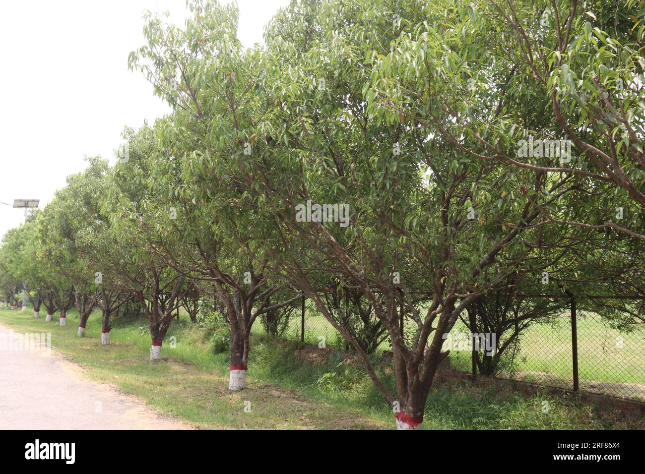 Cinnamomum osmophloeum spice tree plant on farm for harvest are cash ...