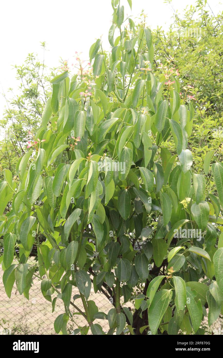 Cinnamomum osmophloeum spice tree plant on farm for harvest are cash ...