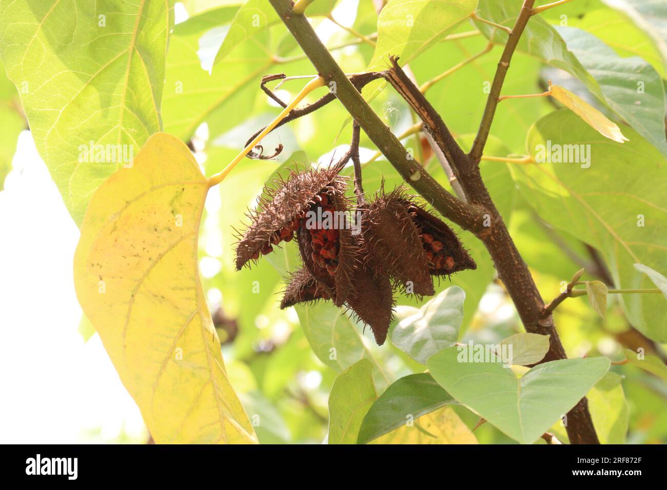 Annatto is an orange-red condiment and food coloring derived from the ...