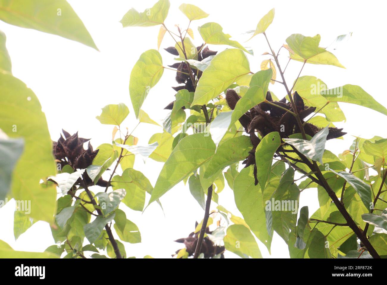 Annatto is an orange-red condiment and food coloring derived from the ...