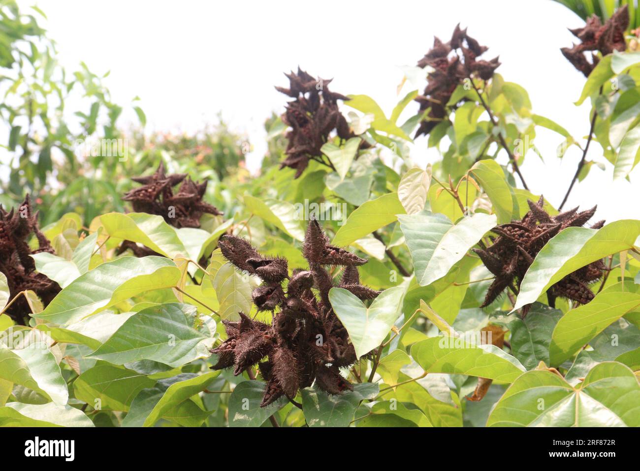 Annatto is an orange-red condiment and food coloring derived from the ...