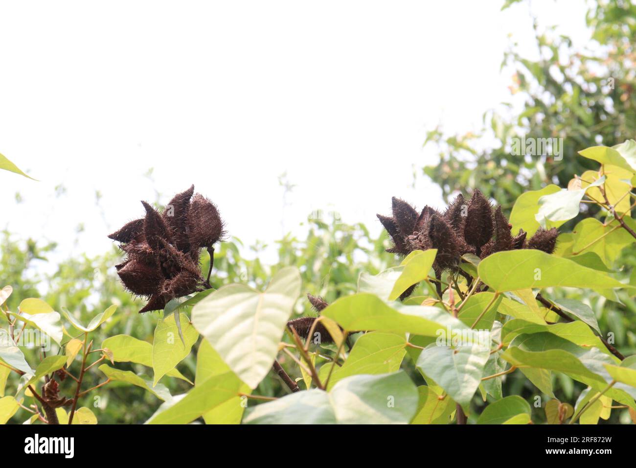 Annatto is an orange-red condiment and food coloring derived from the ...