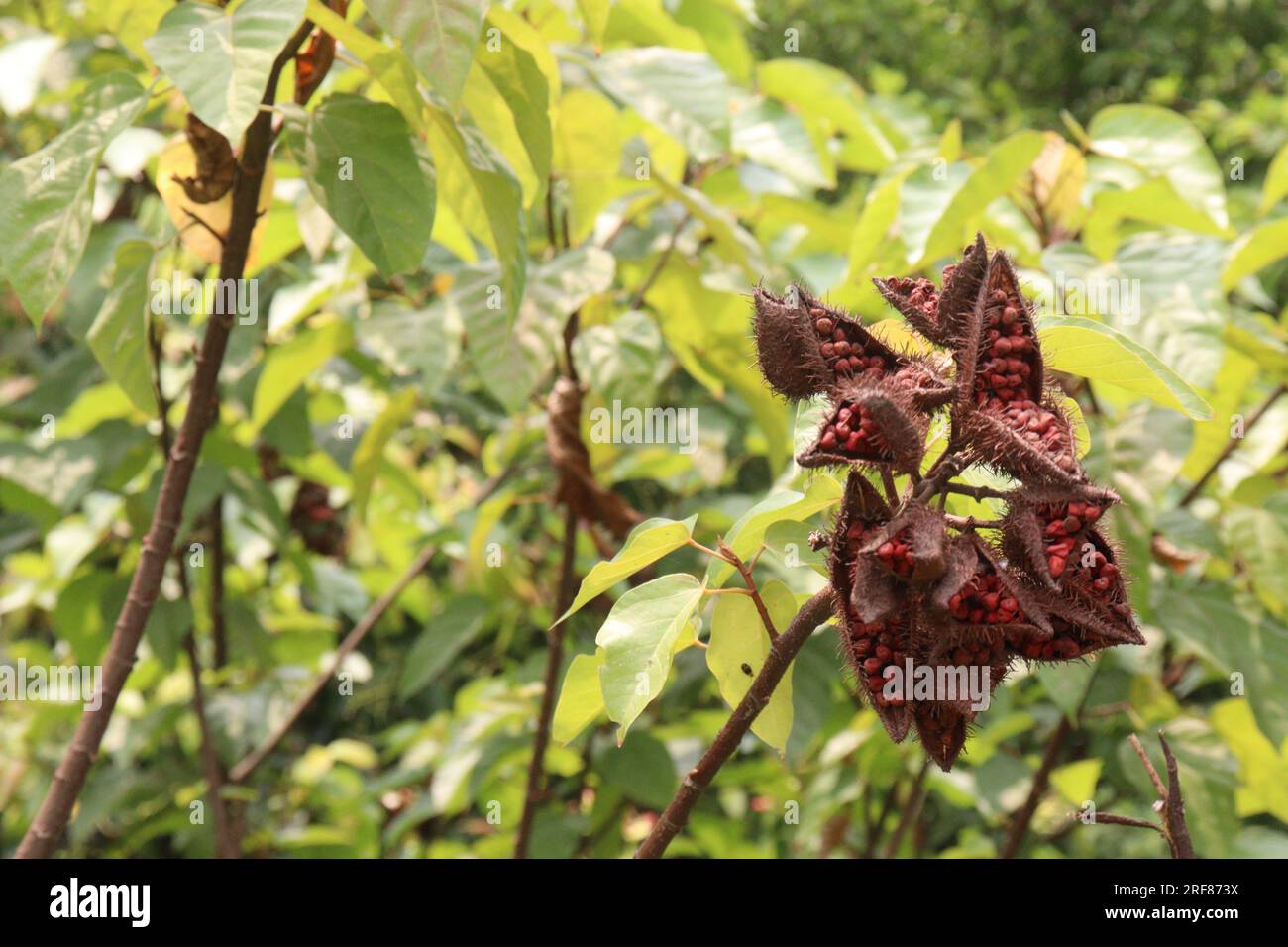 Annatto is an orange-red condiment and food coloring derived from the ...
