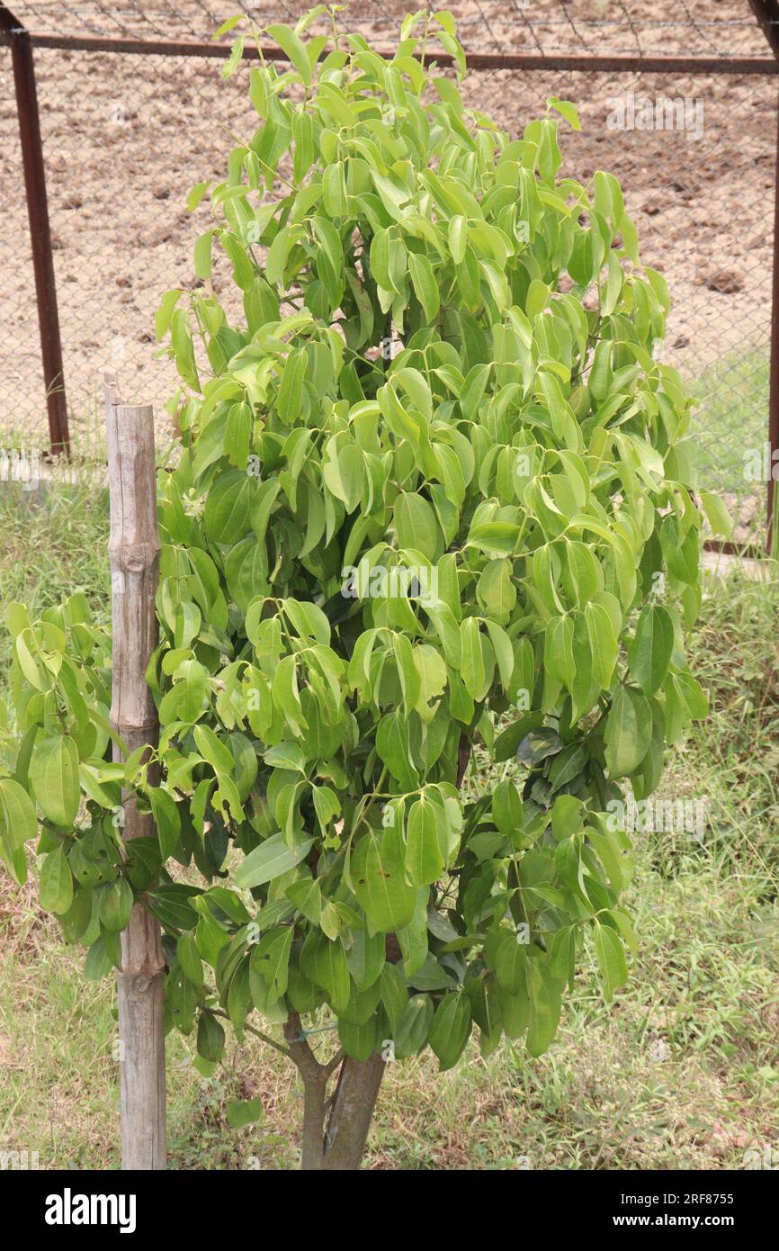 Cinnamomum osmophloeum spice tree plant on farm for harvest are cash ...