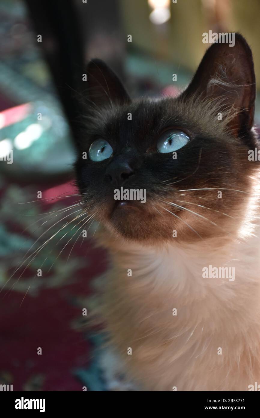 Cat day photos hi-res stock photography and images - Alamy
