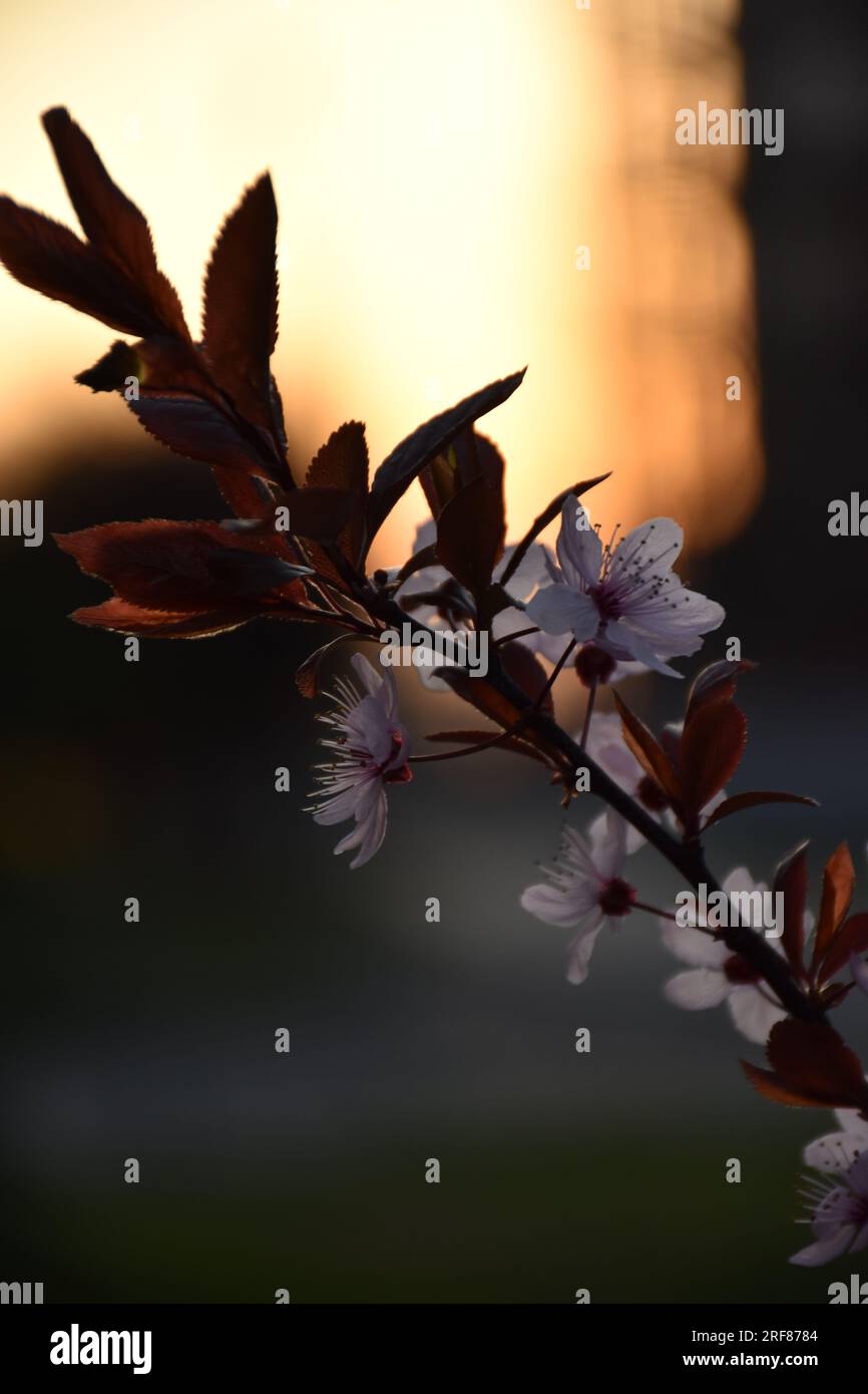 Spring aesthetic hi-res stock photography and images - Alamy