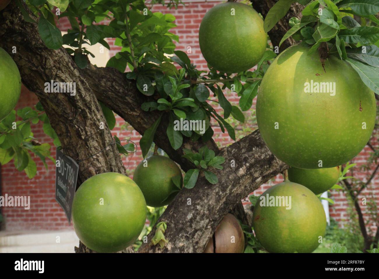 Calabash tree with fruit on garden for flower need not for eat are cash ...