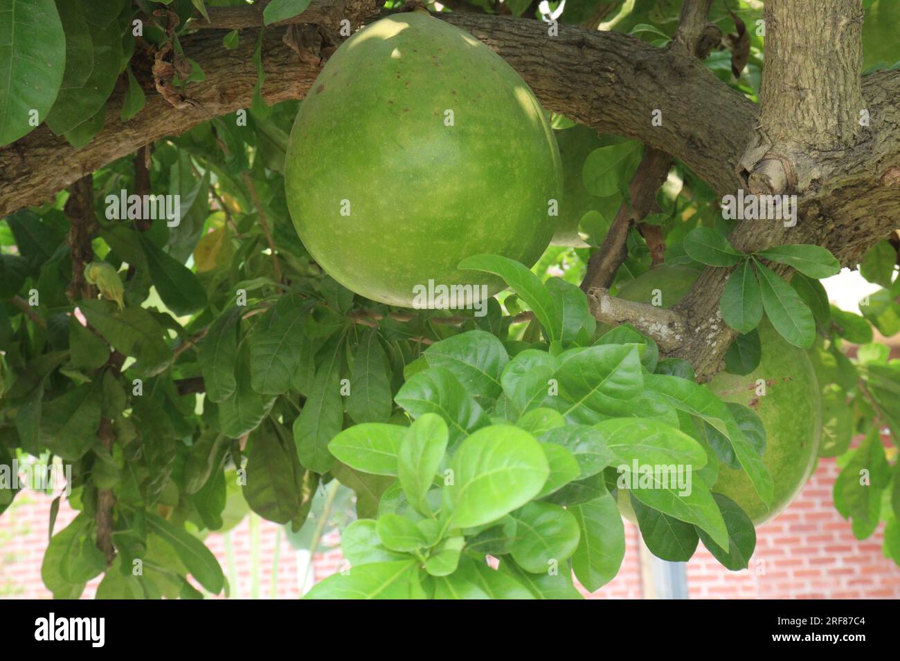 Calabash tree with fruit on garden for flower need not for eat are cash ...