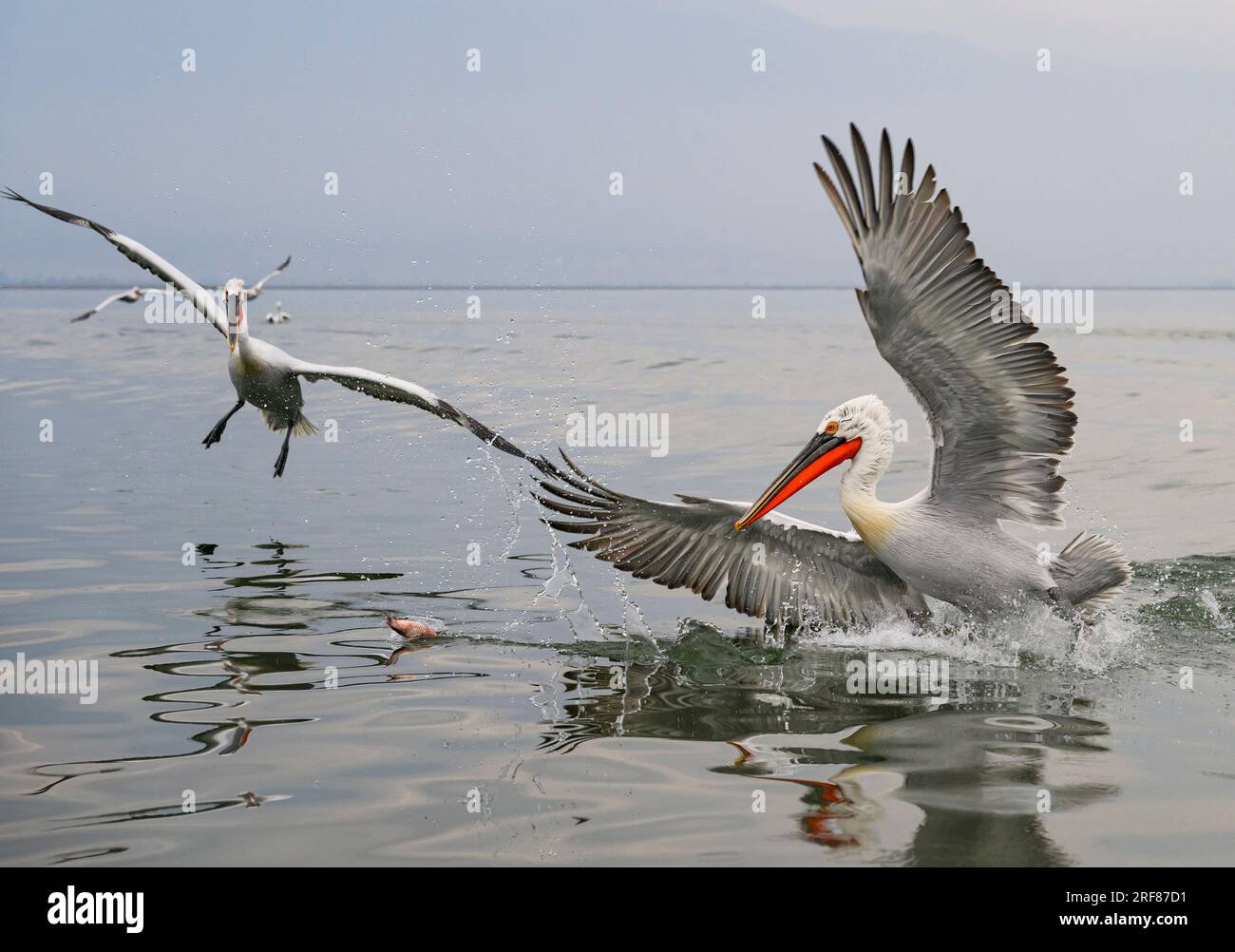 Landing fish hi-res stock photography and images - Alamy