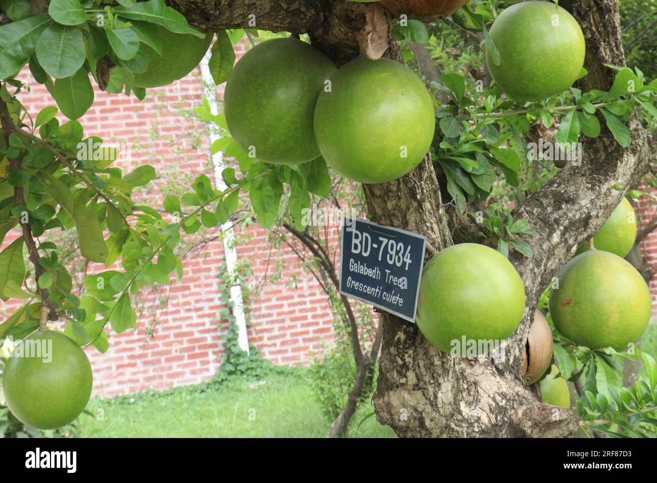 Calabash tree with fruit on garden for flower need not for eat are cash ...