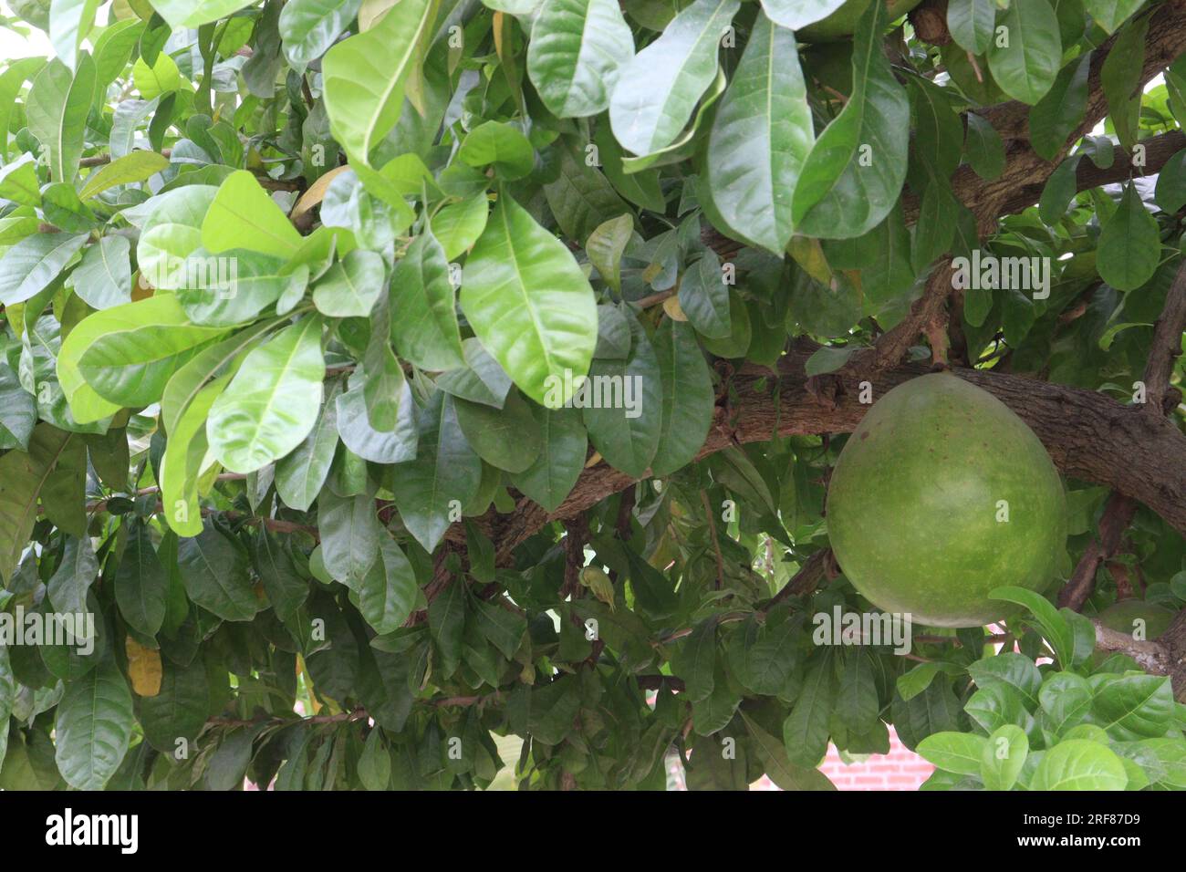 Calabash tree with fruit on garden for flower need not for eat are cash ...