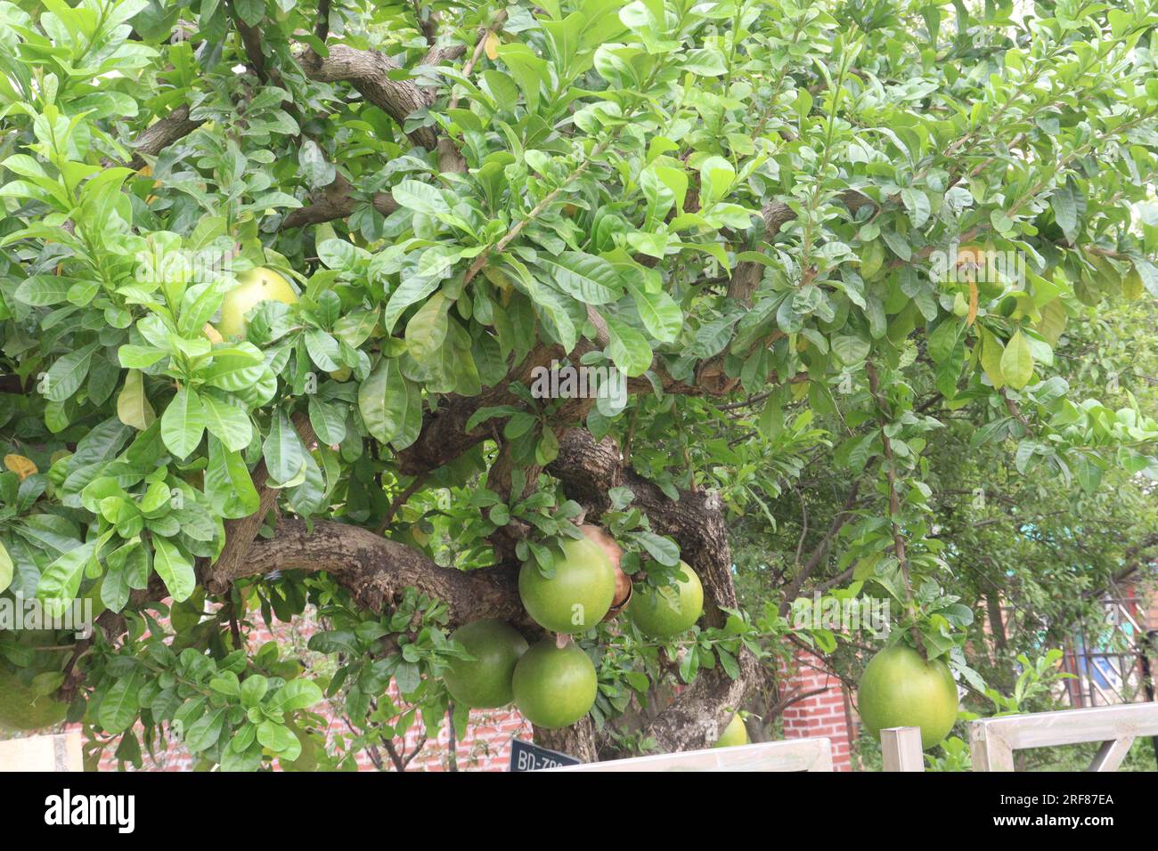 Calabash tree with fruit on garden for flower need not for eat are cash ...