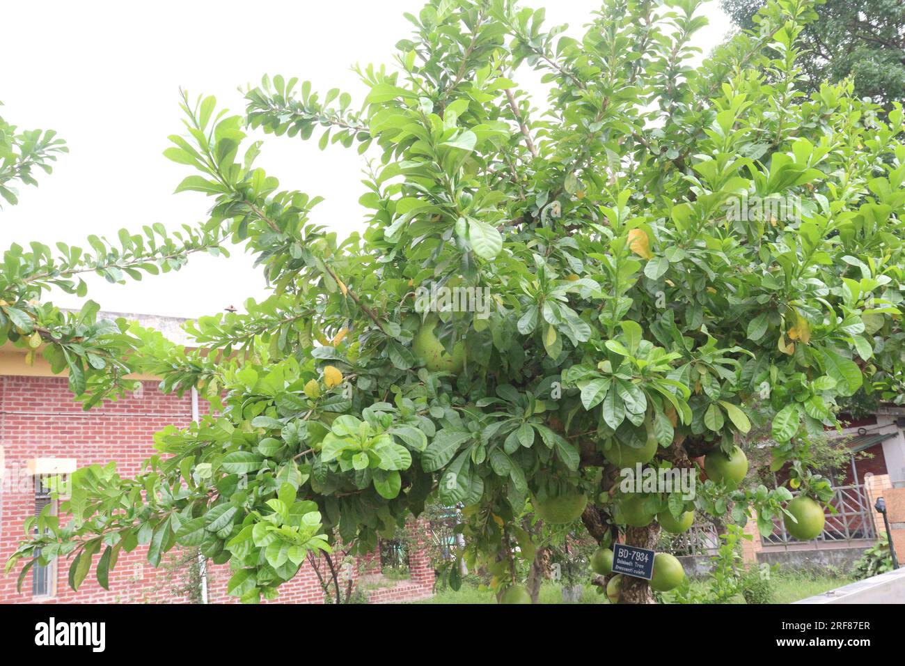 Calabash tree on garden for flower need and harvest Stock Photo - Alamy