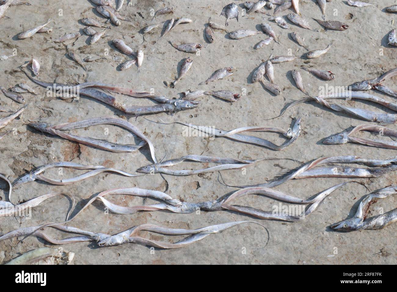 Dead ribbon fish on field for drying and harvest are cash crops Stock ...